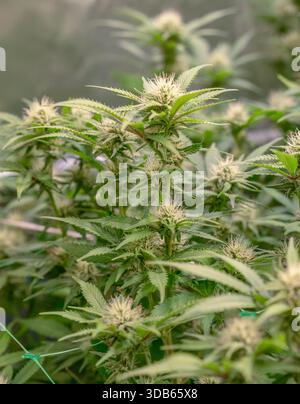 female early blossom marijuana SoG Sea of Green net hemp cultivation ...
