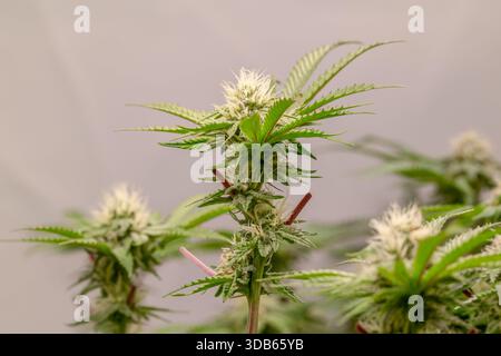 female early blossom marijuana SoG Sea of Green net hemp cultivation ...