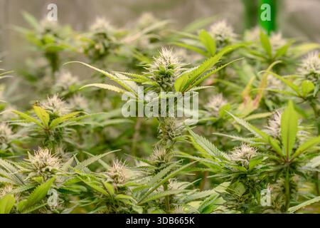 female early blossom marijuana SoG Sea of Green net hemp cultivation ...