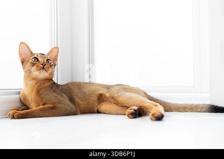 Abyssinian young cat play near a house plant. Beautiful purebred short ...