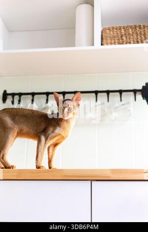 Calm domestic obedient cat with pink nose resting at home Stock Photo ...