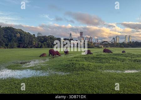 Capivara's at the Park Barigui, with the skyline of Curitiba, Brazil ...