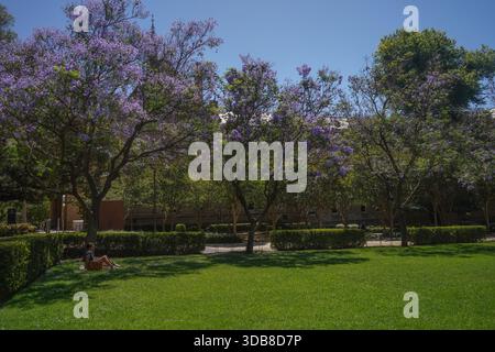 Adelaide Australia 13 December 2025 Jacaranda tree with violet ...