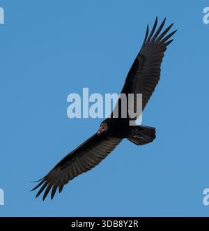Close-up of a Turkey Vulture Stock Photo - Alamy