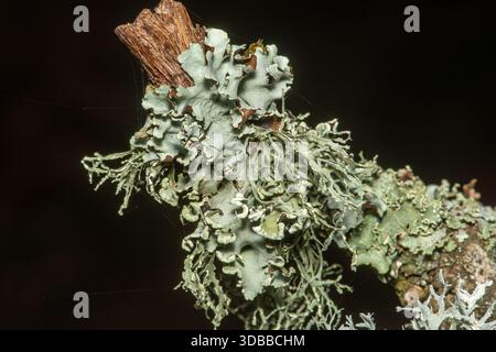 Different species of grey-green lichens growing on dead wood, England ...