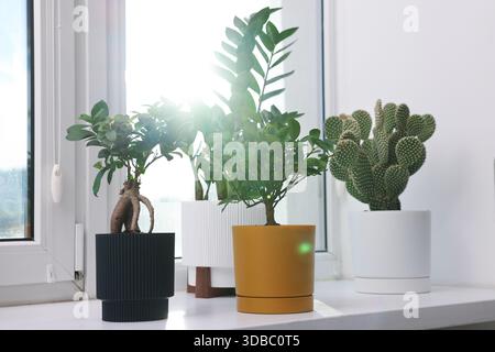 Different beautiful houseplants tree on window sill at home Stock Photo ...