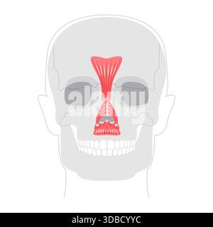 Illustration of the nasalis transverse muscles Stock Photo - Alamy