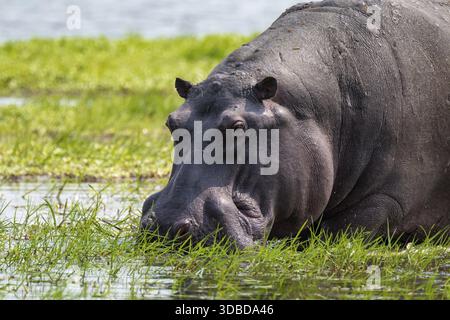 Greater hippopotamus (Hippopatamus amphibius), Xakanaxa, Okavango Delta ...