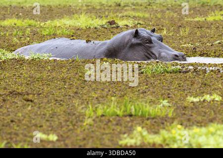 Hippopotamus (Hippopatamus amphibius) hiding in the swamp, Xakanaxa ...