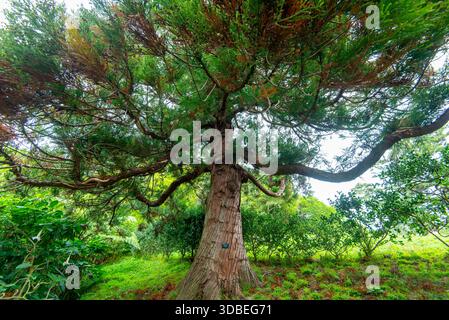 A Japanese big cedar tree in the mysterious forest daytime Stock Photo ...