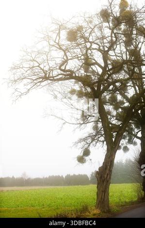 mistletoe tree in green landscape Stock Photo - Alamy