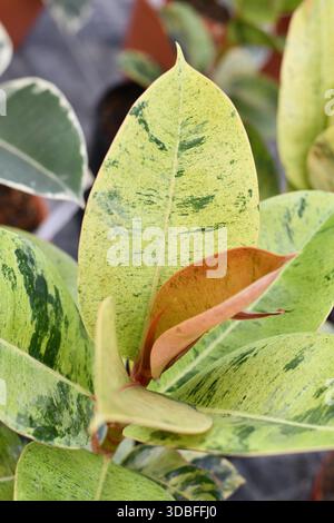 Ficus elastica moonshine (rubber tree) houseplant with variegated green ...