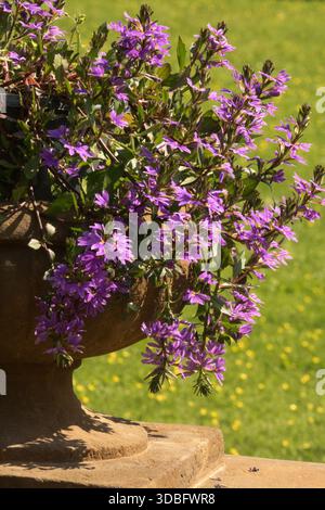 Fairy Fan Flower in Container Scaevola aemula Stock Photo - Alamy