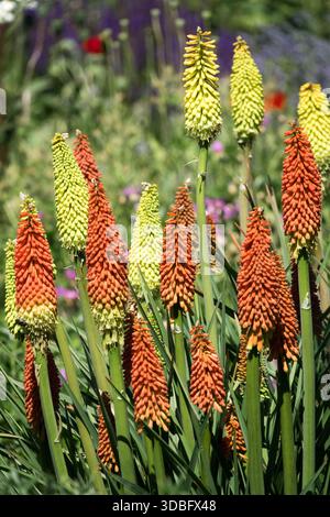 A view of the Kniphofia flowers Stock Photo - Alamy