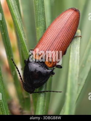 Ampedus pomorum Click beetle on scots pine Stock Photo - Alamy