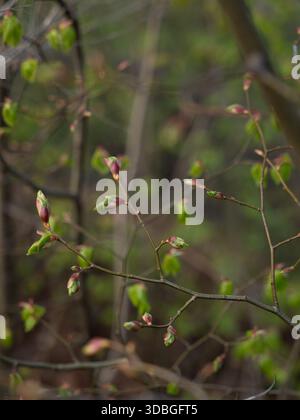 Fresh new green buds on currant branches at springtime in March or ...