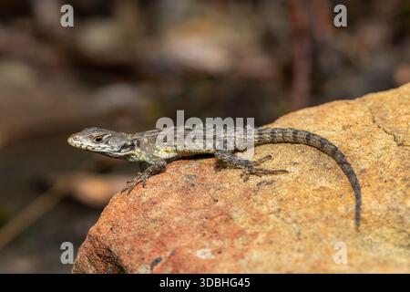 Drakensberg Crag Lizard (Pseudocordylus subviridis) Reptilia Stock ...
