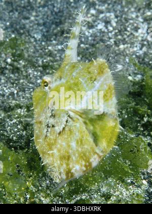 A spiny seagrass filefish (Acreichthys tomentosus) with a brown pattern ...