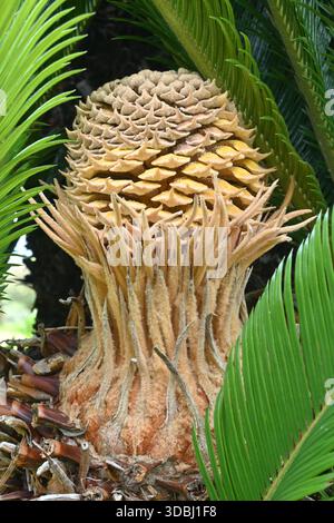 Cycad flowers. Cycadaceae dioecious shrub. The flowering season is ...