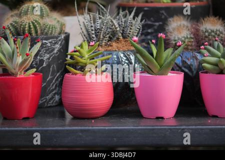 Colorful succulents in pots on display in a garden setting Stock Photo ...