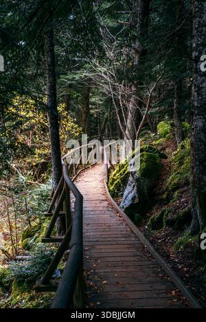 Wooden boardwalk path with mossy railing leading through lush green ...