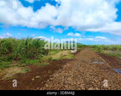 Field path by a sugar cane field, Mauritius, Africa Stock Photo - Alamy