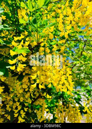 Flowering laburnum tree (Laburnum Stock Photo - Alamy