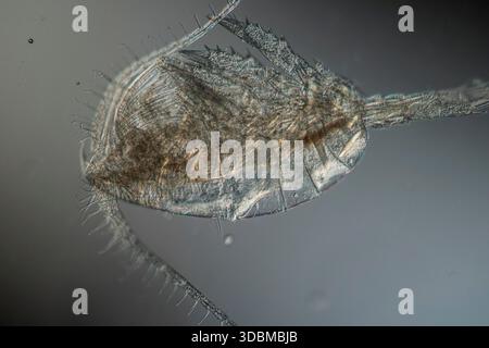 Small crabs as sea plankton like krill under the microscope Stock Photo ...