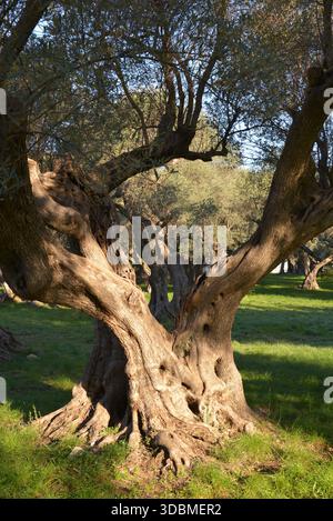 Olive trees over a century old that survived the 1956 frost in the ...