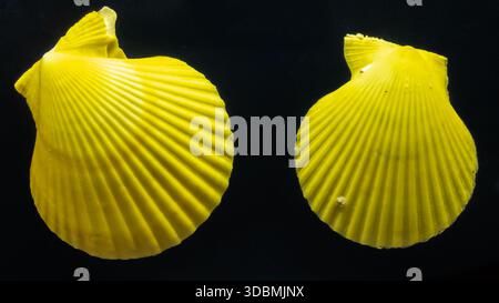 A scallop is a marine bivalve mollusc of the family Pectinidae ...