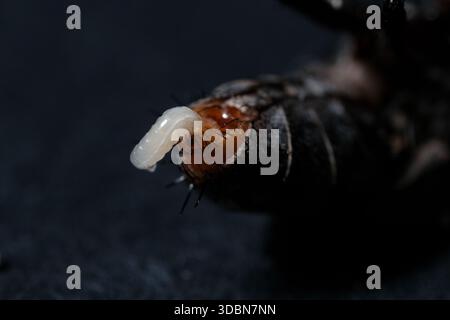Detailed Biological Study of Viviparous Reproduction in Diptera: A ...