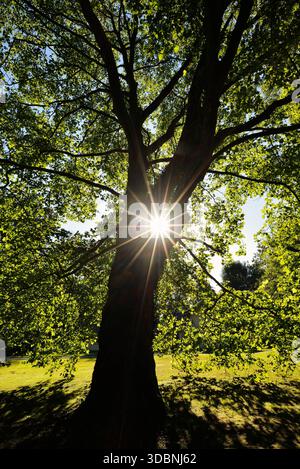 Maple-leaved plane tree Stock Photo - Alamy