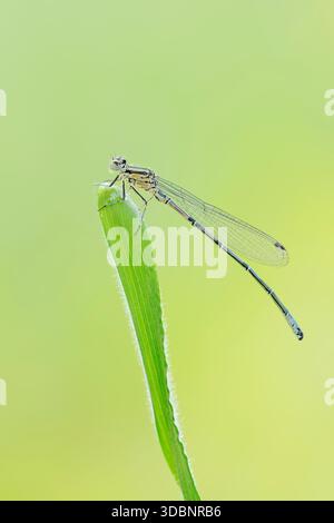 Immature Azure Damselfly Stock Photo - Alamy