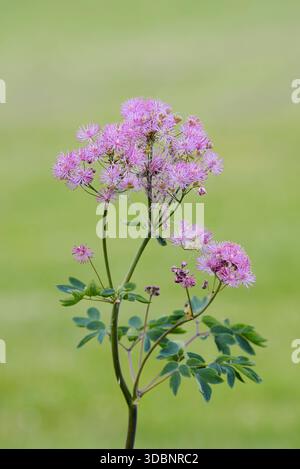 Columbine-leaved meadow rue, Thalictrum aquilegifolium, and the tea ...