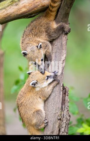 South American coati (Nasua nasua) youngsters on an old tree trunk ...