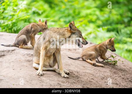 Eurasian wolf (Canis lupus lupus) mother with her youngster in a forest ...