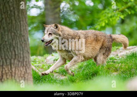 Eastern wolf (Canis lupus lycaon), youngster, on a meadow, Gernany ...