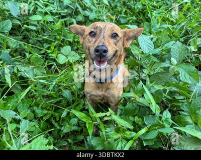 Philippine local breed Askal dog cooling off in river, extreme heat ...
