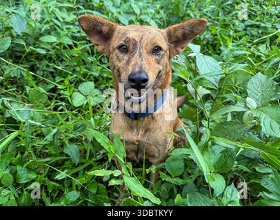 Philippine local breed Askal dog cooling off in river, extreme heat ...