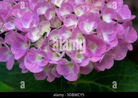 Lace Cap Hydrangea macrophylla Forever & Ever Stock Photo - Alamy