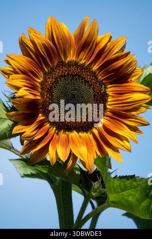 Sunflower (Helianthus annuus), Ring of Fire, red-yellow mottled Stock ...