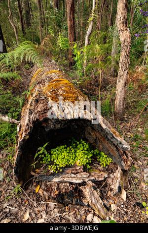 Intimate West Australian spring woodland image of fallen tree already ...