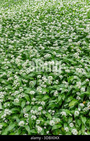 blossoming white wild garlic flowers Stock Photo - Alamy