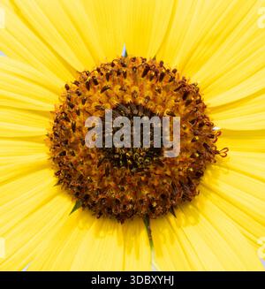 Sunflower photographed from below on a white background Stock Photo - Alamy