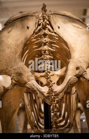 Wild Planet gallery - Animal skeleton, Australian Museum, a natural ...