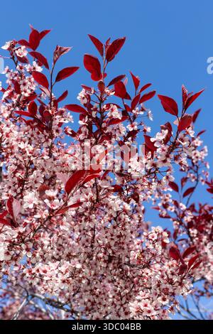 Branches of flowering sand cherry tree covered in white blossoms Stock ...