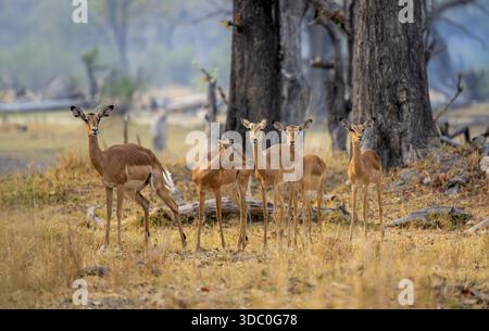 Small herd female impala (Aepyceros melampus) browsing on green leaves ...