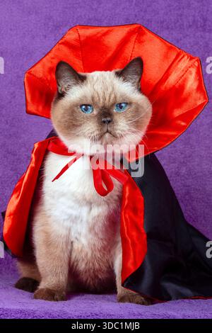 Banner halloween celebration concept. Funny dog eating from halloween ...