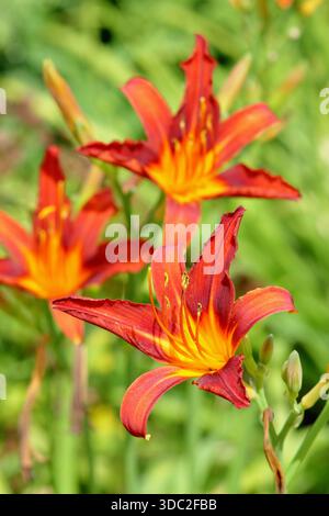 Close up of an orange daylily (hemerocallis fulva) flower in bloom ...