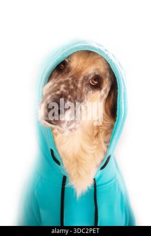 Big dog wearing bright blue hood Stock Photo - Alamy